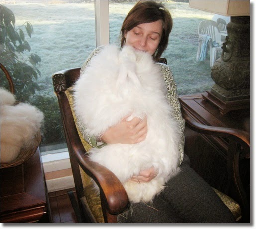 The Pet Tree House - Where Pets Are Family Too : Giant Angora Rabbits