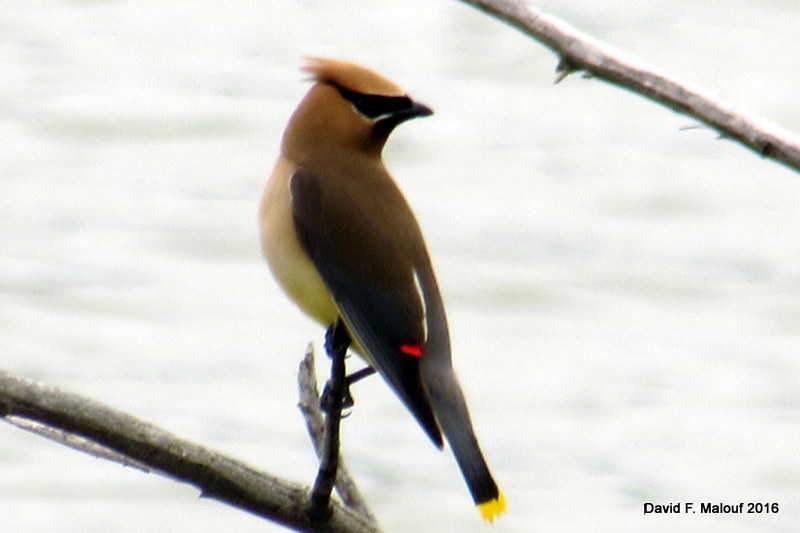 The Wandering Camels: The Last Week Before Our Alaskan Adventure Begins