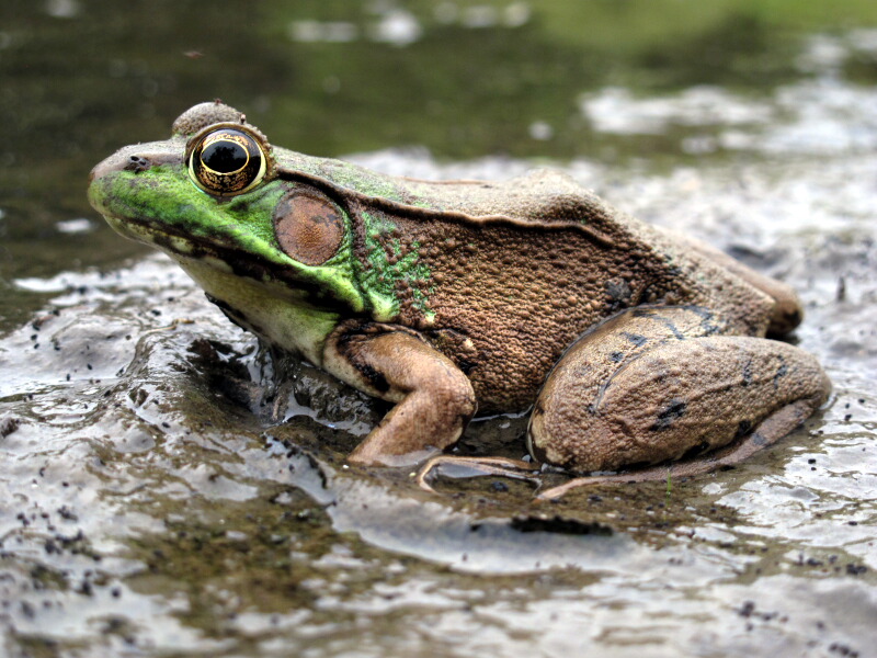 The Joyce Road Neighborhood: Bullfrog