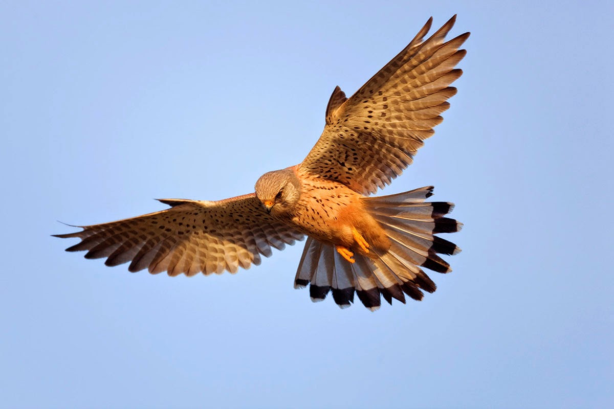 RAMAZANOGLU FAMILY REUNION - ADANA 2015: Kestrel Falcon A Symbol of Our ...