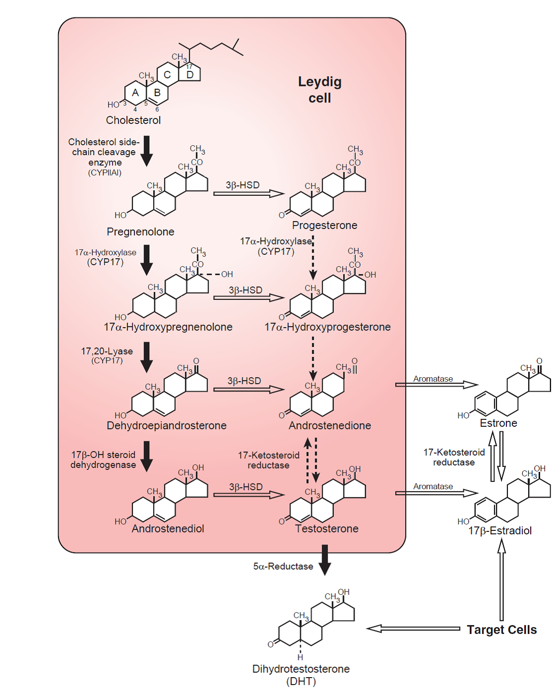 Ciencias de Joseleg: 5 LA TESTOSTERONA, MASCULINIDAD Y REPRODUCCIÓN