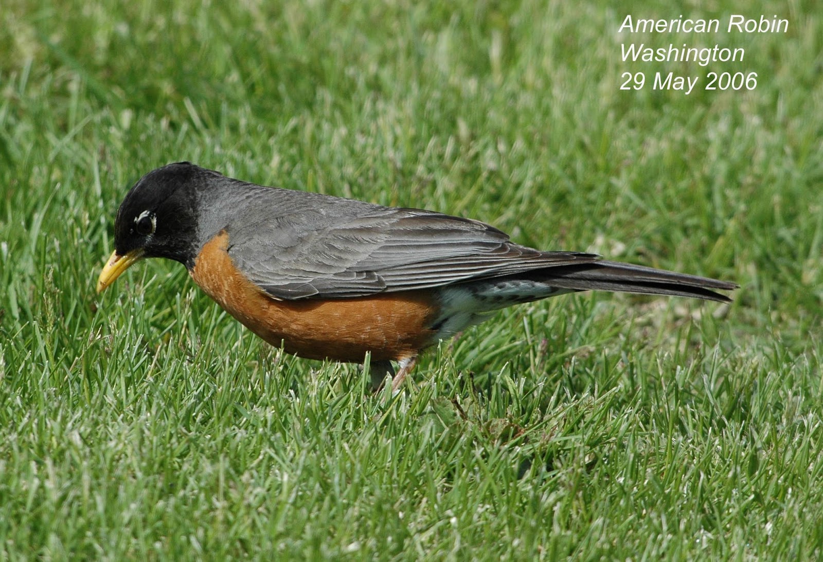 Northwest Nature Notes: PSYCHEDELIC ROBIN OF THE NORTHWEST
