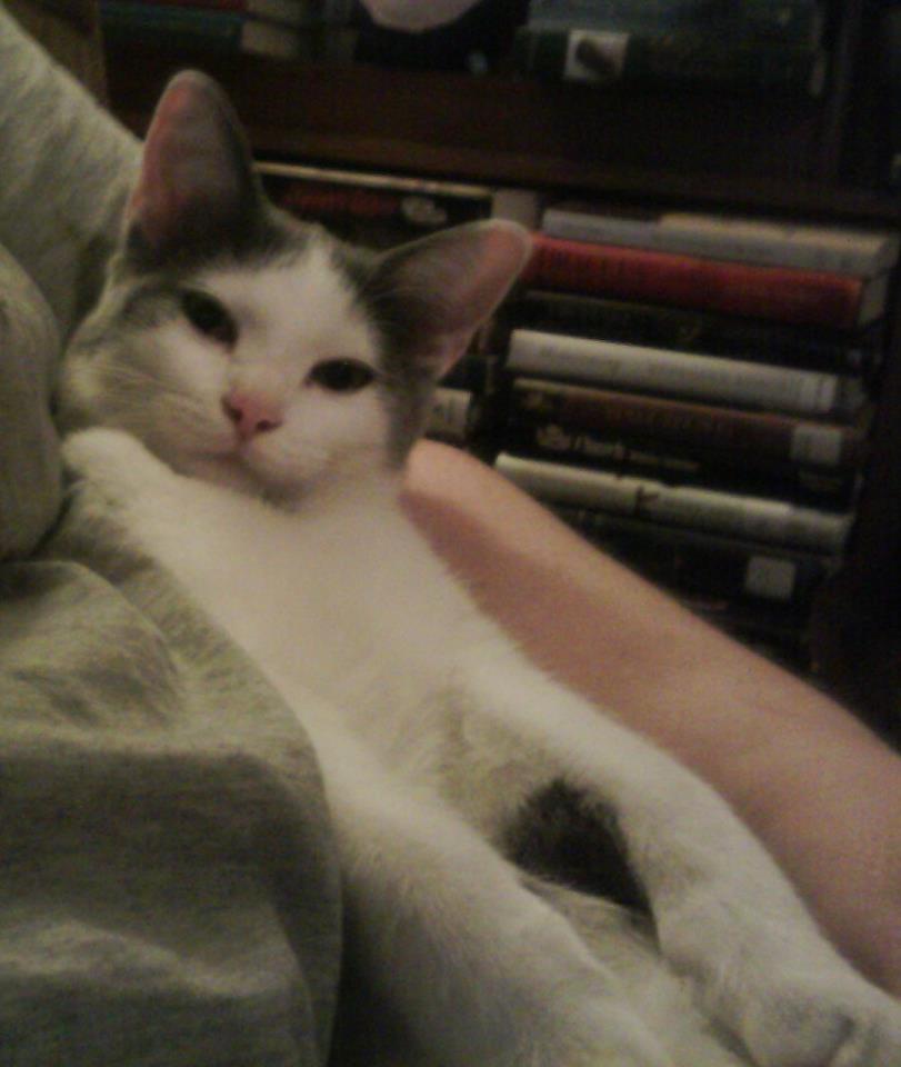 True Book Addict...Books, Cats, and More: Cat Thursday: Nicknames