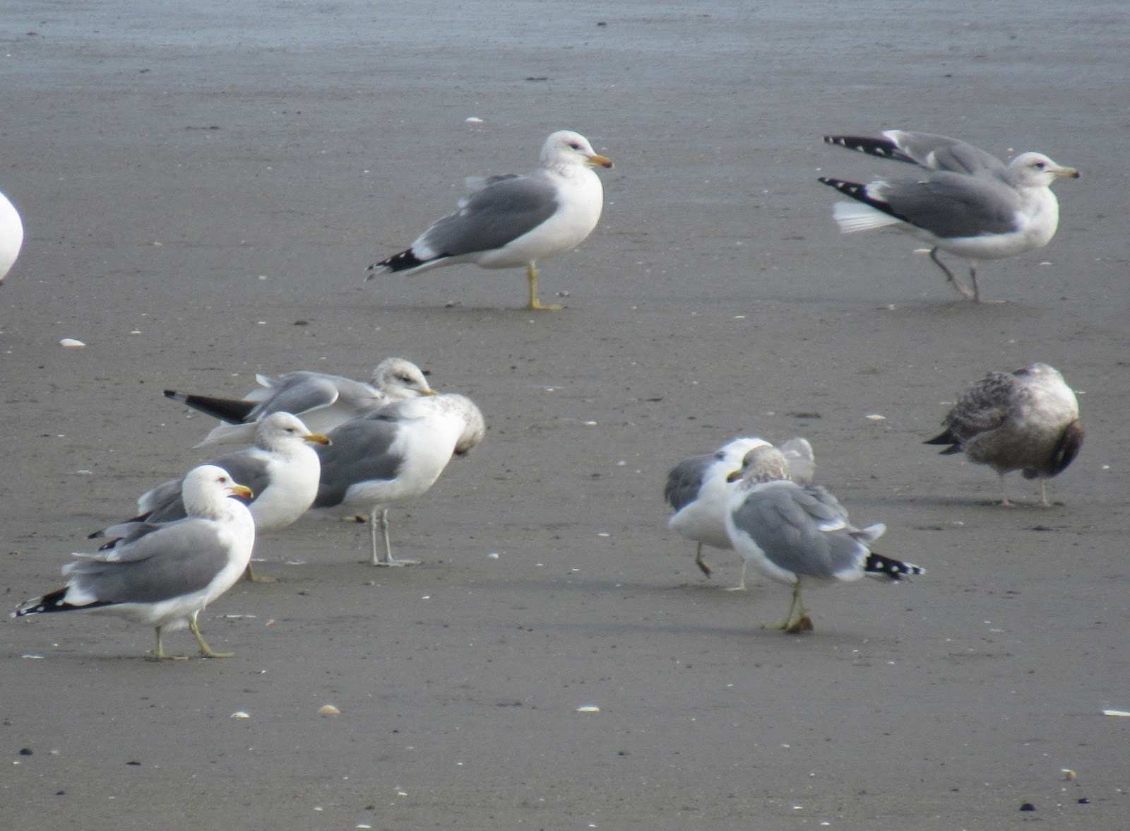 Winter Gulls: The Great I.D. Challenge