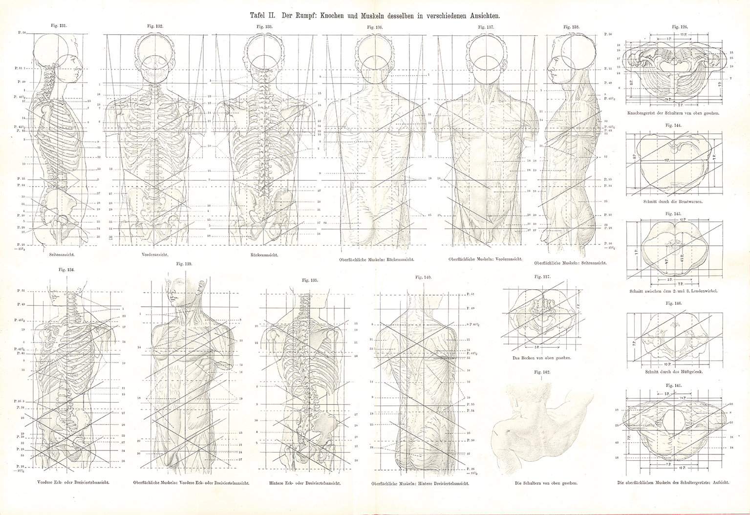 Research of Artistic Anatomy: Otto Geyer “Der Mensch Hand- und Lehrbuch ...