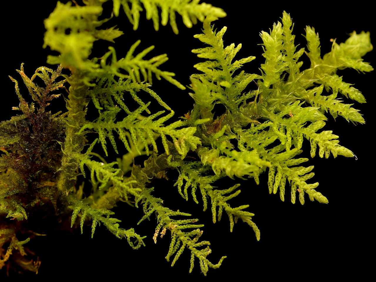 そよ風のなかで Part2: トヤマシノブゴケ(アソシノブゴケ)