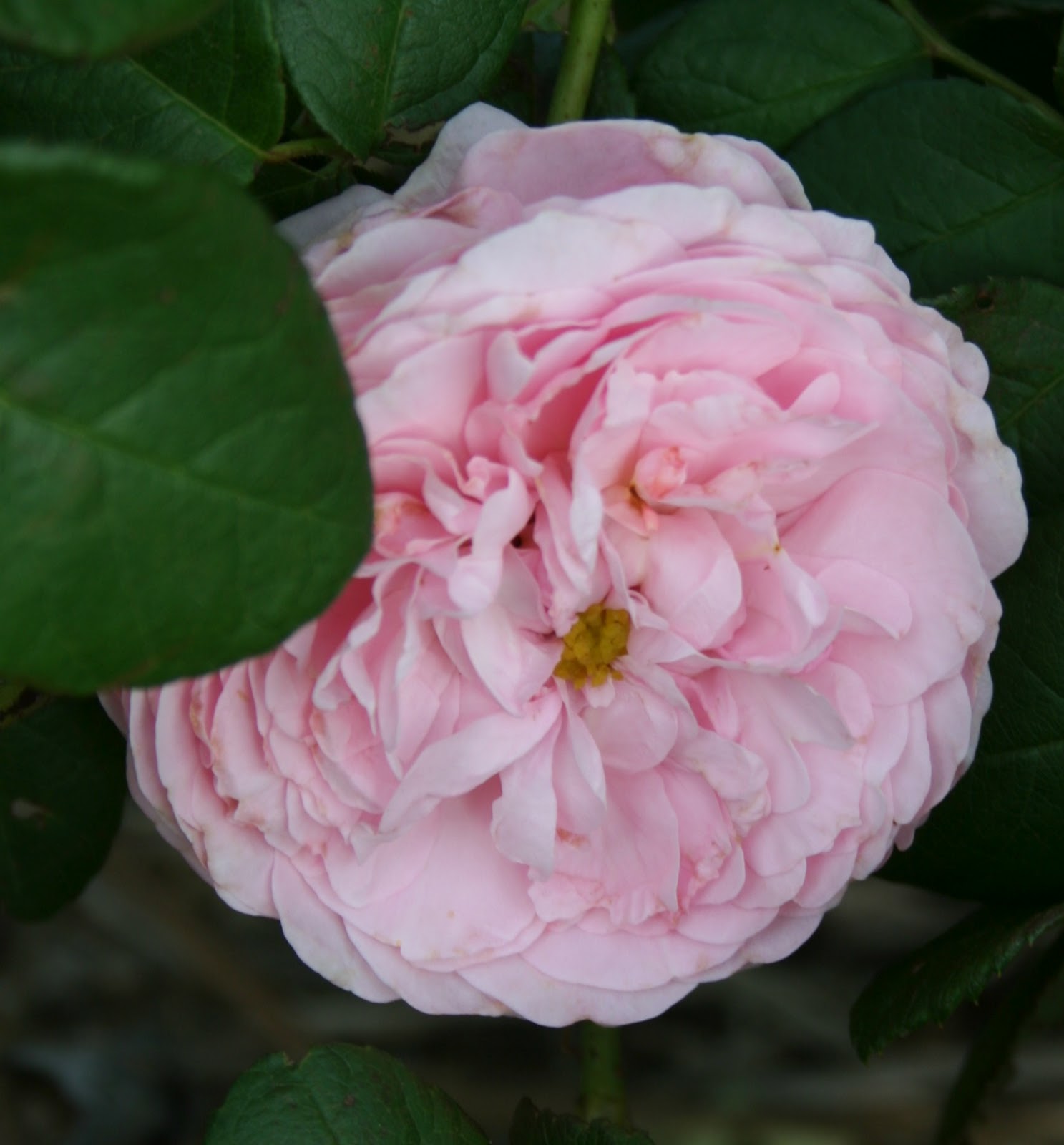 Garden Musings: Allegra