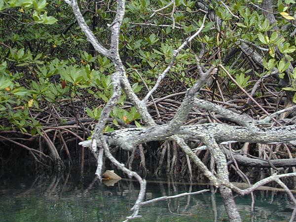 Manglares de Puerto rico