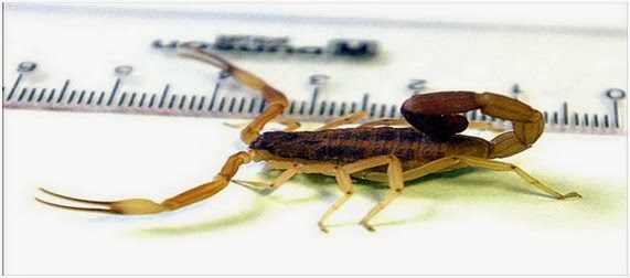 EL COLE EN CASA: EL ALACRÁN: