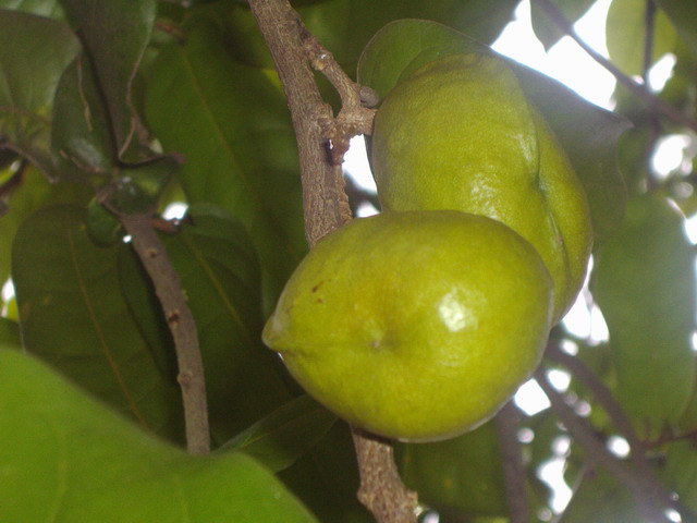 Fruit Warehouse: Inocarpus fagifer ( Buah Gayam )