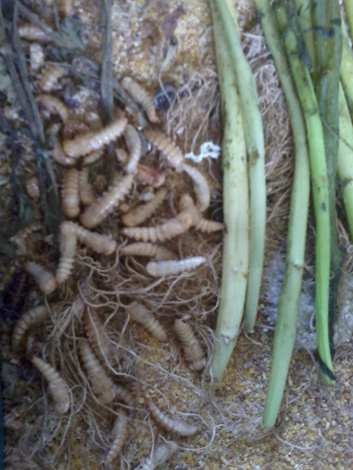 MEMELIHARA KELAH: MAKANAN IKAN KELAH