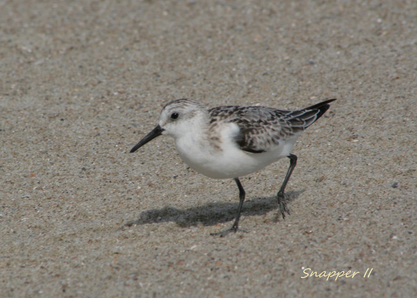 Snapper II: Small Sand Piper.