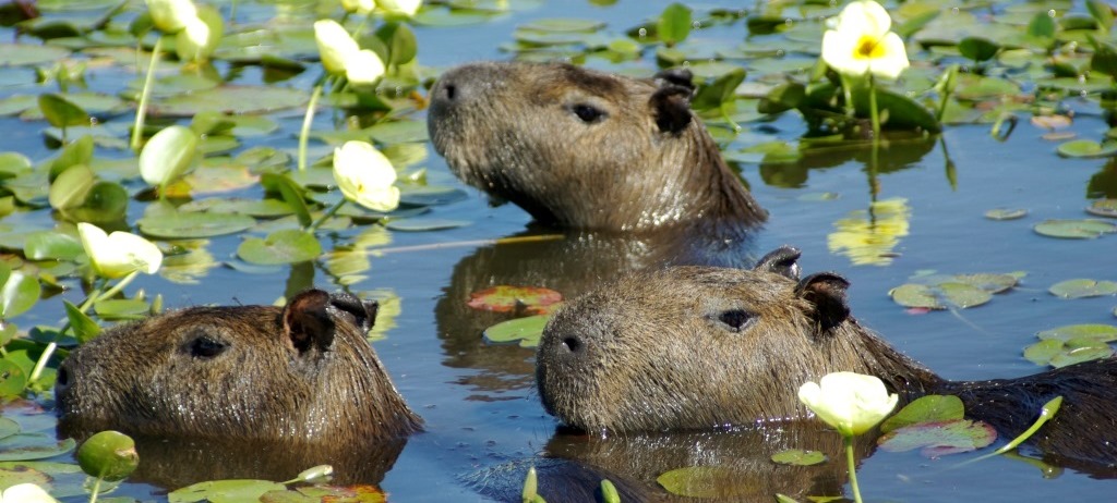 wasserschweine - Germany News Collections