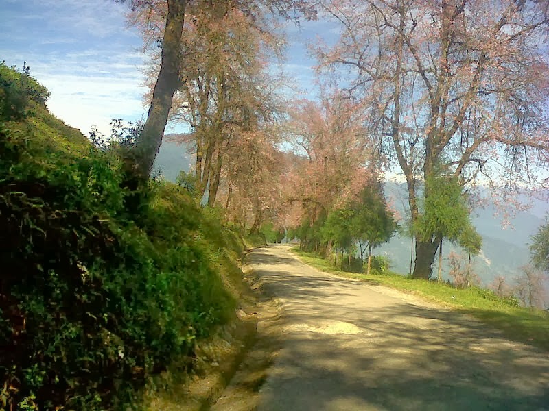 Sikkim NOW!: Temi blooms for Cherry Tea Fest