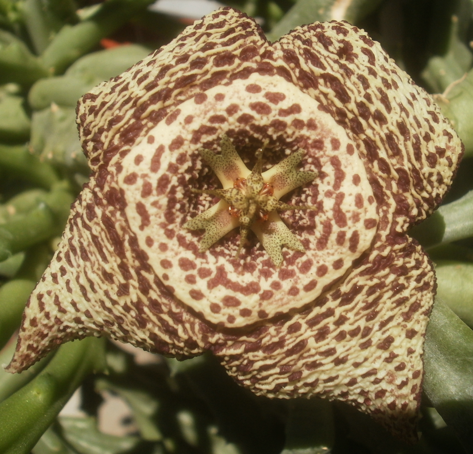 Plants are the Strangest People: Random plant events: the stapeliads