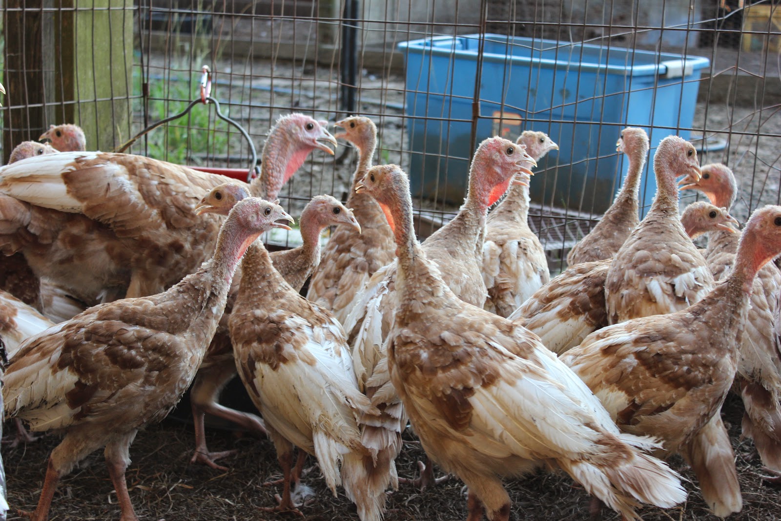 HighTail Farms: Administering Fowl Pox Vaccine to Turkeys