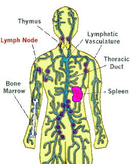 Lymph Nodes