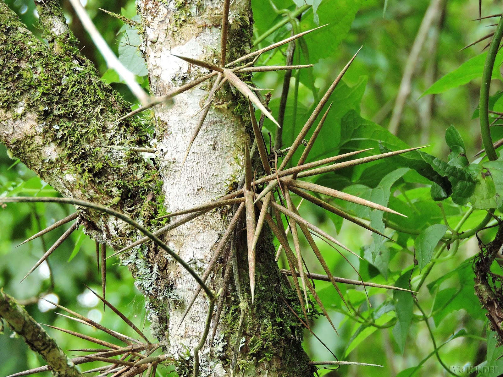 Botas De Registro Com Espinhos