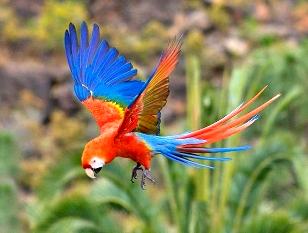 Bellas Aves de El Salvador: Ara macao (guara roja o guacamayo rojo) Extinta