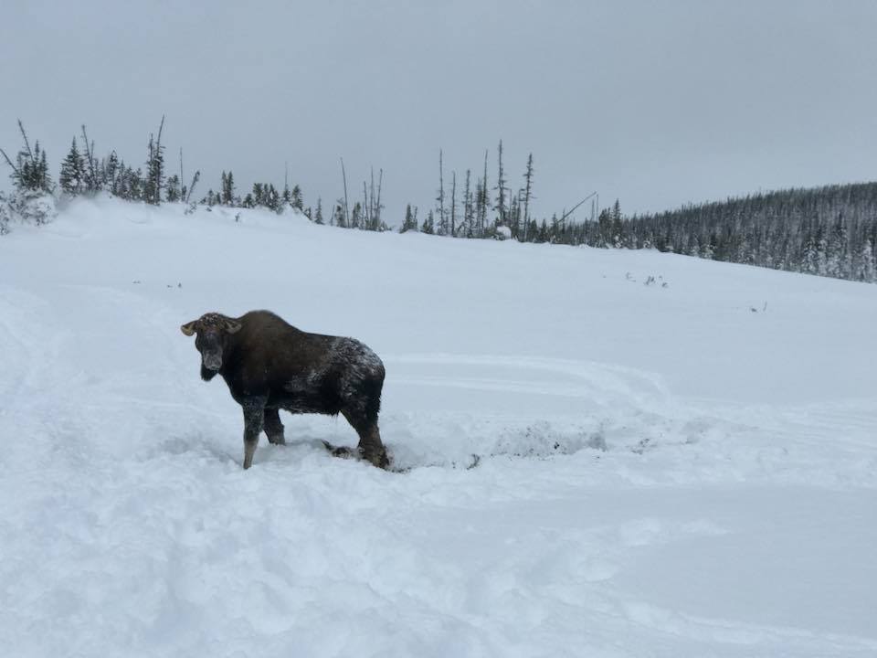 White Wolf : Snowmobilers rescue moose buried neck-deep in snow in ...