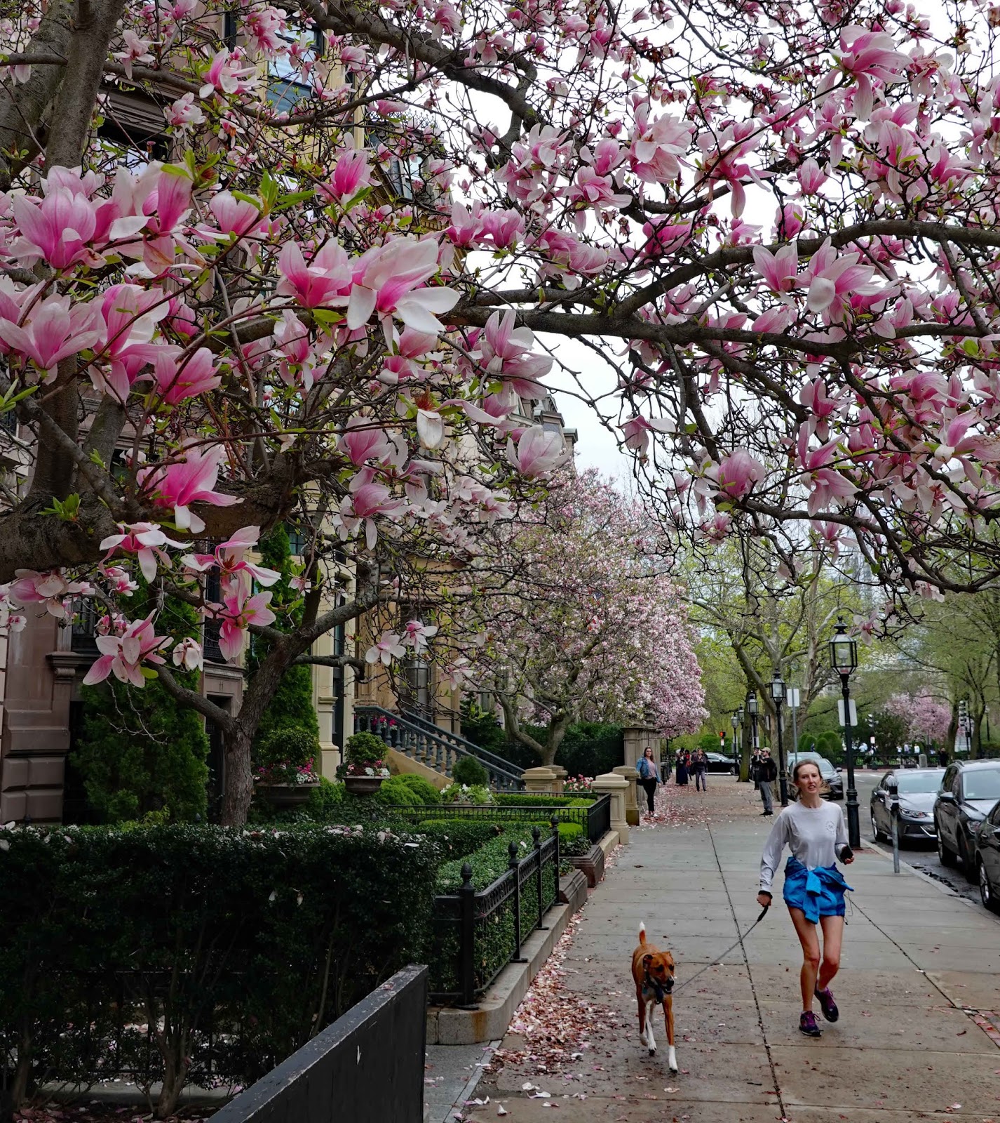 Joe's Retirement Blog: A Spring Magnolia Walk, Boston, Massachusetts, USA