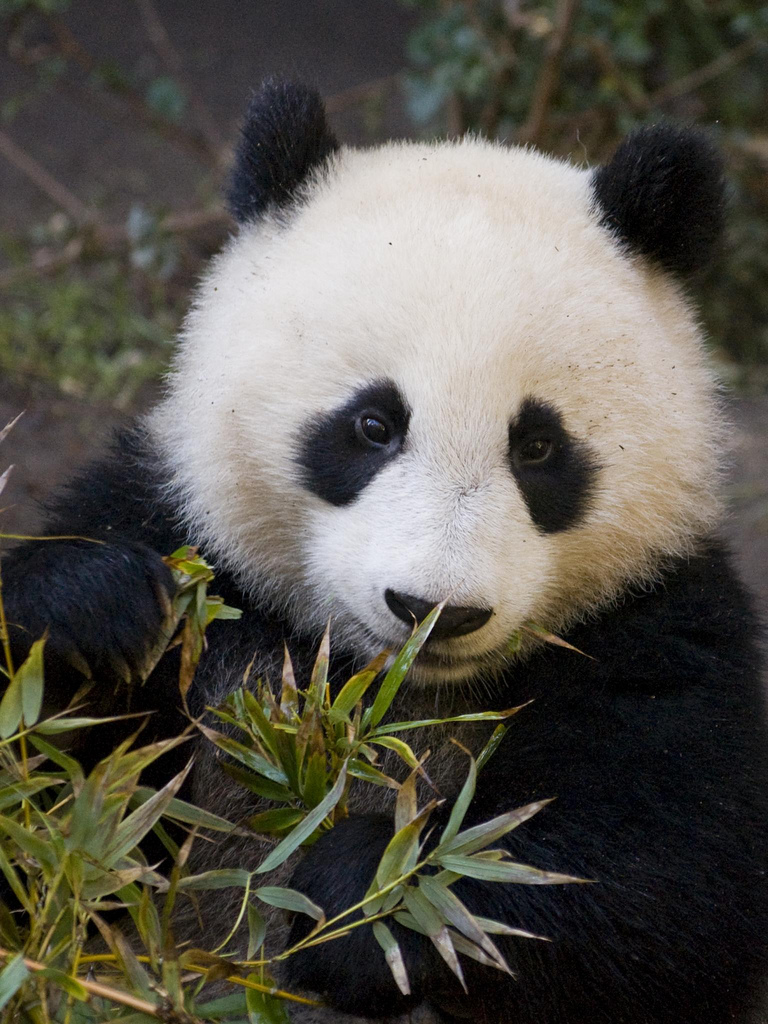 ANIMALS WALLPAPERS: panda cool facts, panda cool stuff ,china panda ...