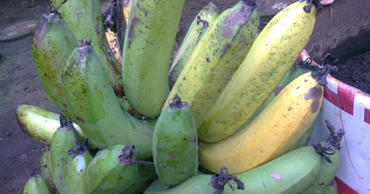 Pisang ambon lumut - Budidaya Pisang