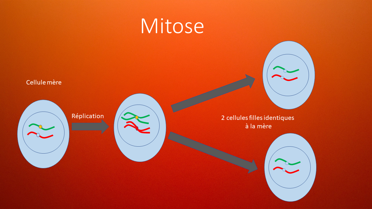 LA MITOSE: COMMENT IDENTIFIER LES DIFFÉRENTS STADES?