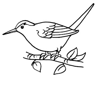 Colouring Pictures: tailor bird