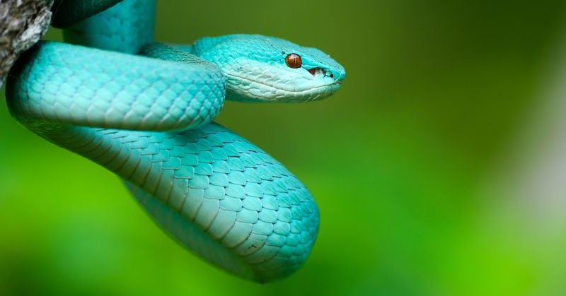 Depois Falamos: Víbora Azul