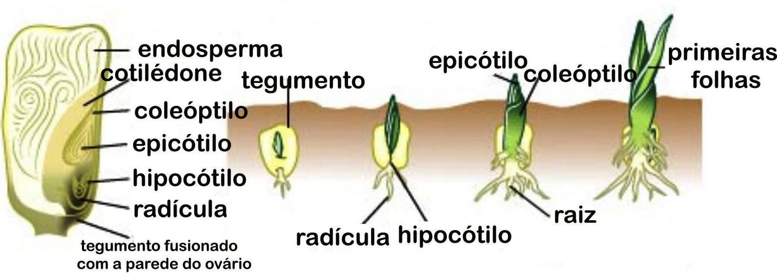 Mato & cia: Diferenças entre Monocotiledôneas e Eudicotiledôneas