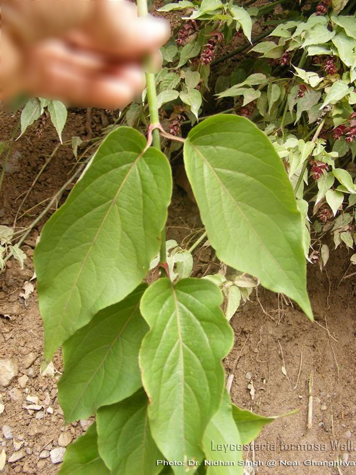 Medicinal Plants: Leycesteria formosa Himalayan Honeysuckle Pheasant berry