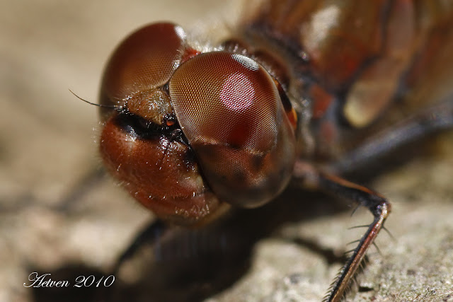 Libélulas en Gran Canaria: Los ojos de las libélulas