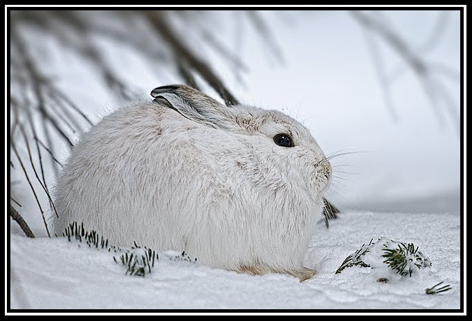 Rocky Mountain National Park Blog: The White Rabbit of our Winter ...