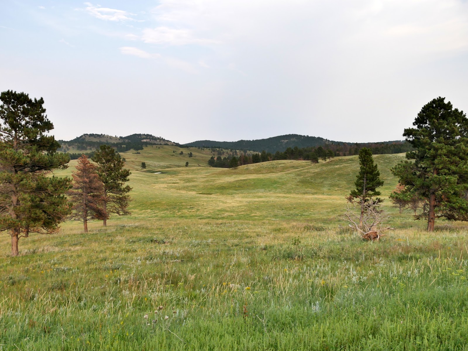 American Travel Journal: Wildlife Loop Road - Custer State Park