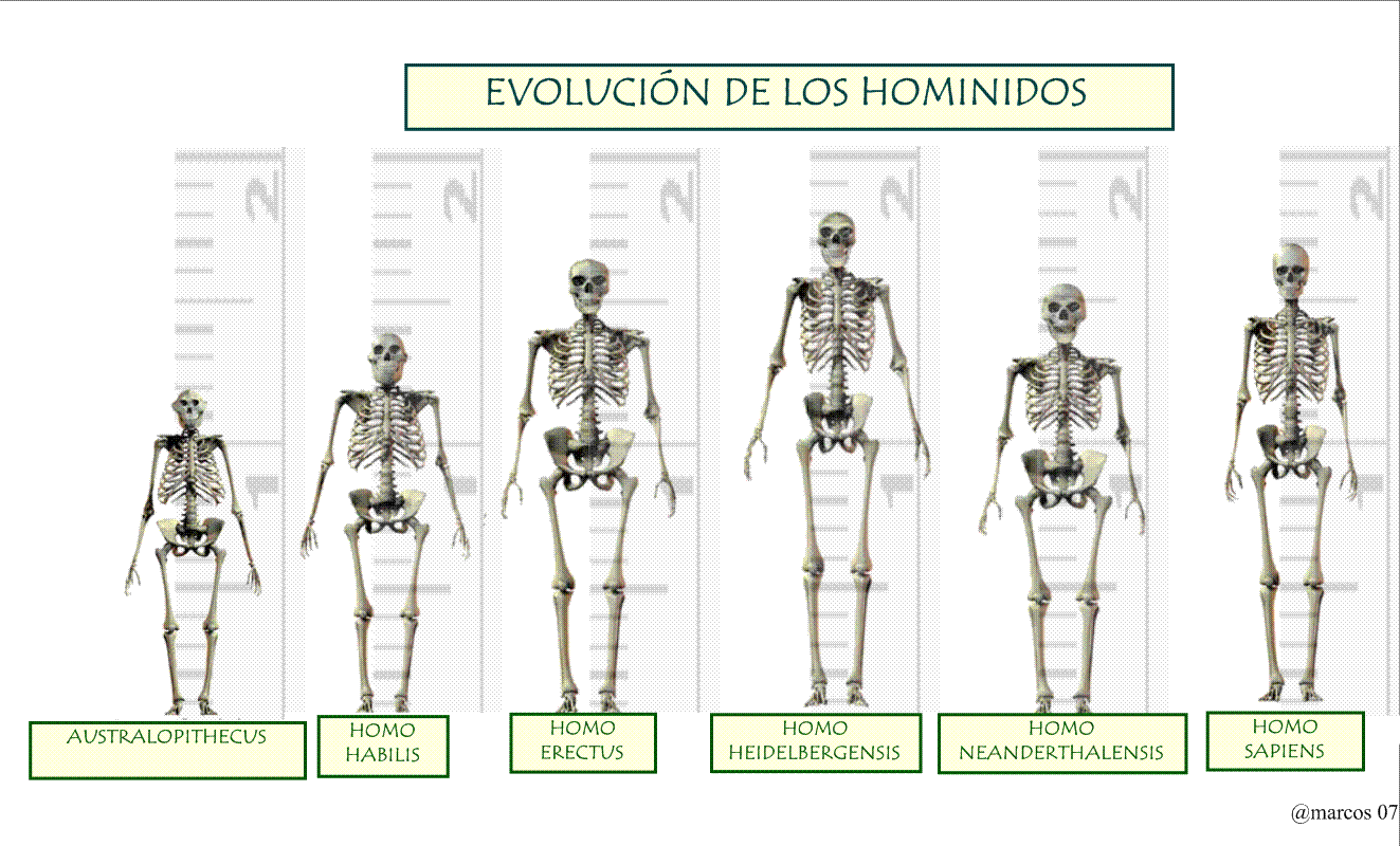 Filosofía para estudiantes: La evolución del ser humano