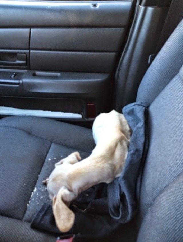 Oficial de policía salva a un perrito de morir congelado tirado al lado ...