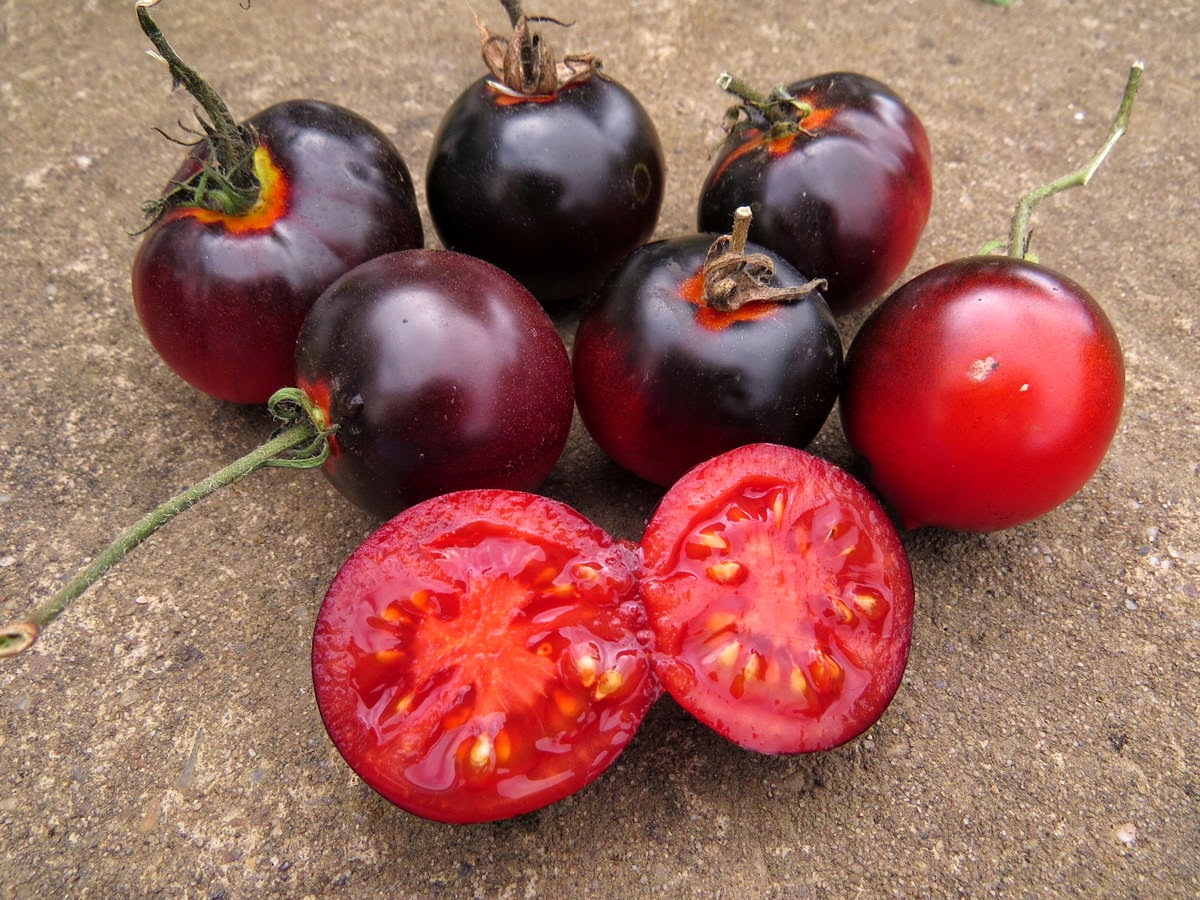 Mostly Tomato Mania: Blue Bayou