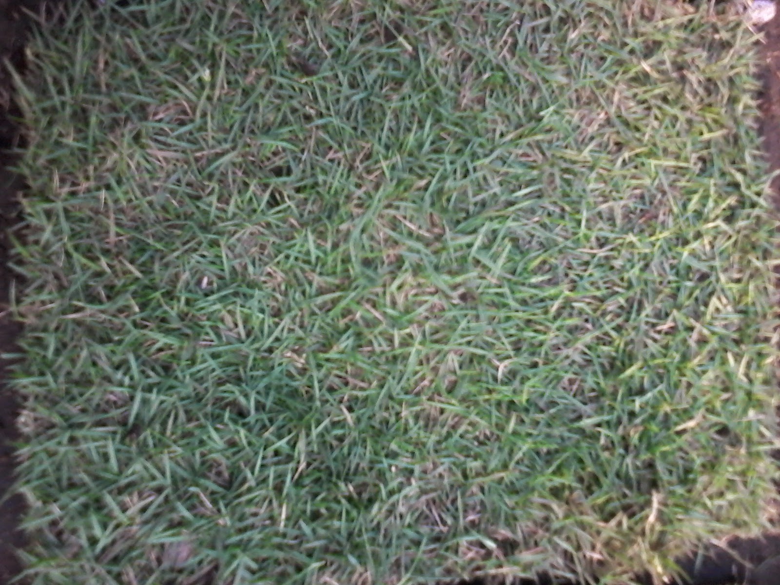 Rumput Jepang Rumput Manila Rumput Peking ~ Arya Flower Landscape