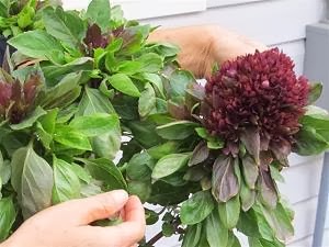 Regina Horticultural Society: Cardinal Basil from Last Fall