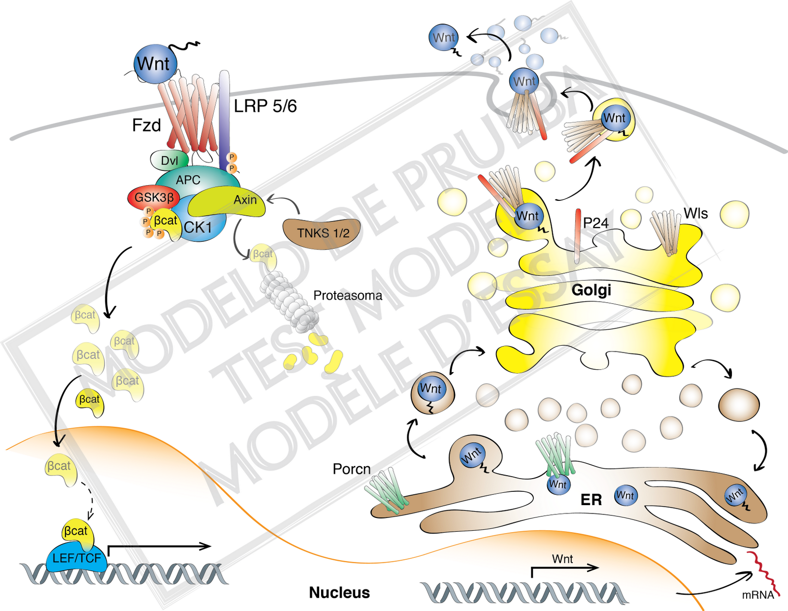 Graphique Science (Chile): Wnt signaling
