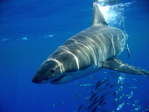 Sharks In Greece: Species Of Sharks In Greece