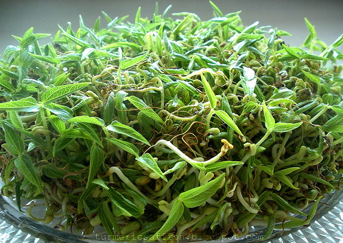 Turmeric & Saffron: Growing Seeds (Sabzeh) For Nowruz (Persian New Year)