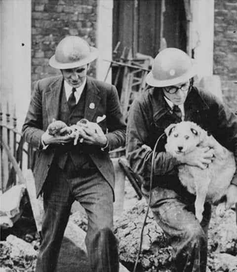 El Holocausto de las mascotas | EL CAJÓN DE GRISOM