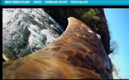 The Raptor Center: Winged Planet on Discovery Channel