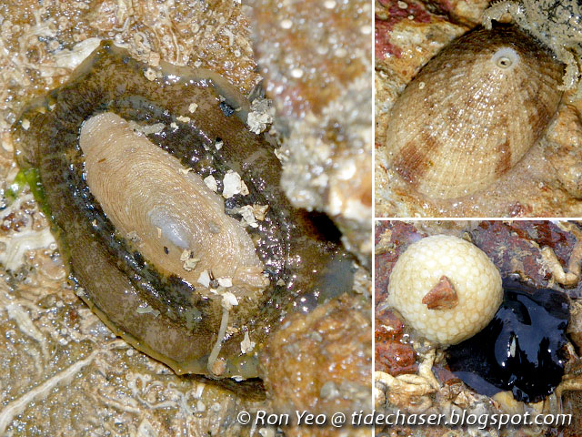 tHE tiDE cHAsER: Marine Snails of Singapore