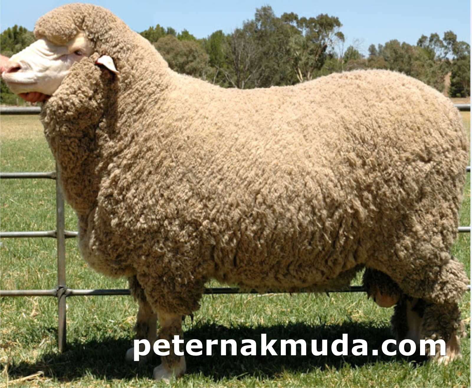 kumpulan nama nama domba asal luar negeri - Elinotes review