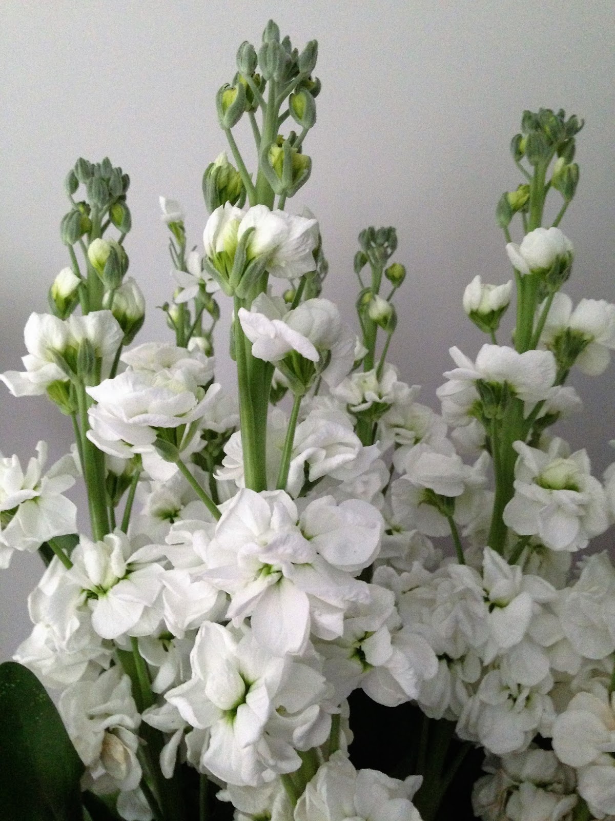 En blanco: ALHELÍES