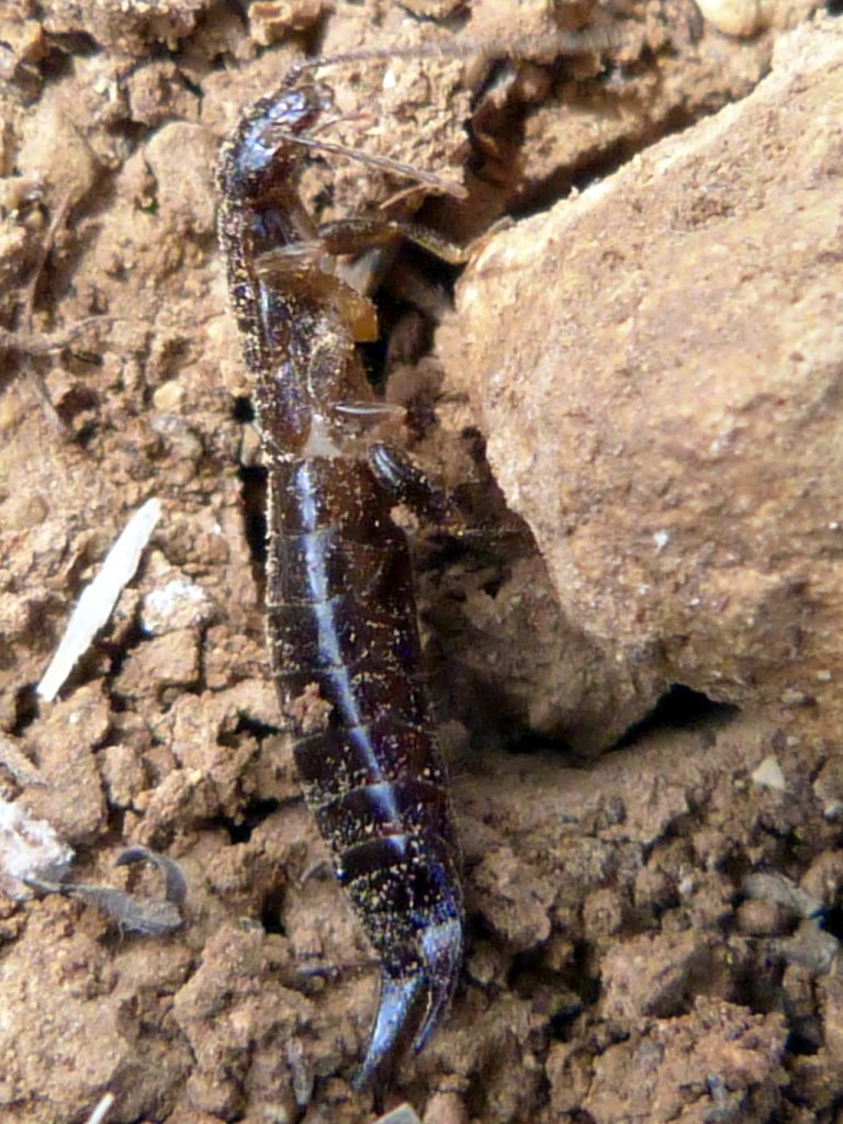 Taxonomía Arthropoda: Clase Insecta Orden Dermaptera