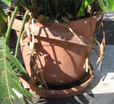 Garden Planters